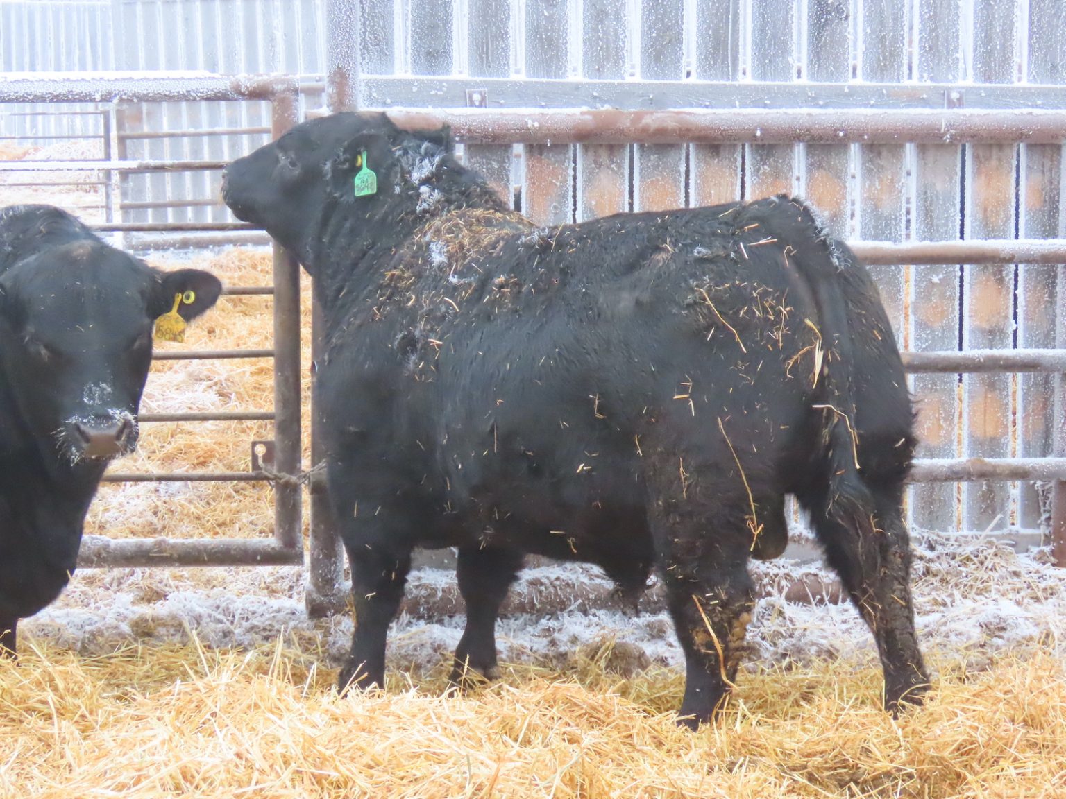 Black Angus - M.C. Quantock "Canada's Bulls"