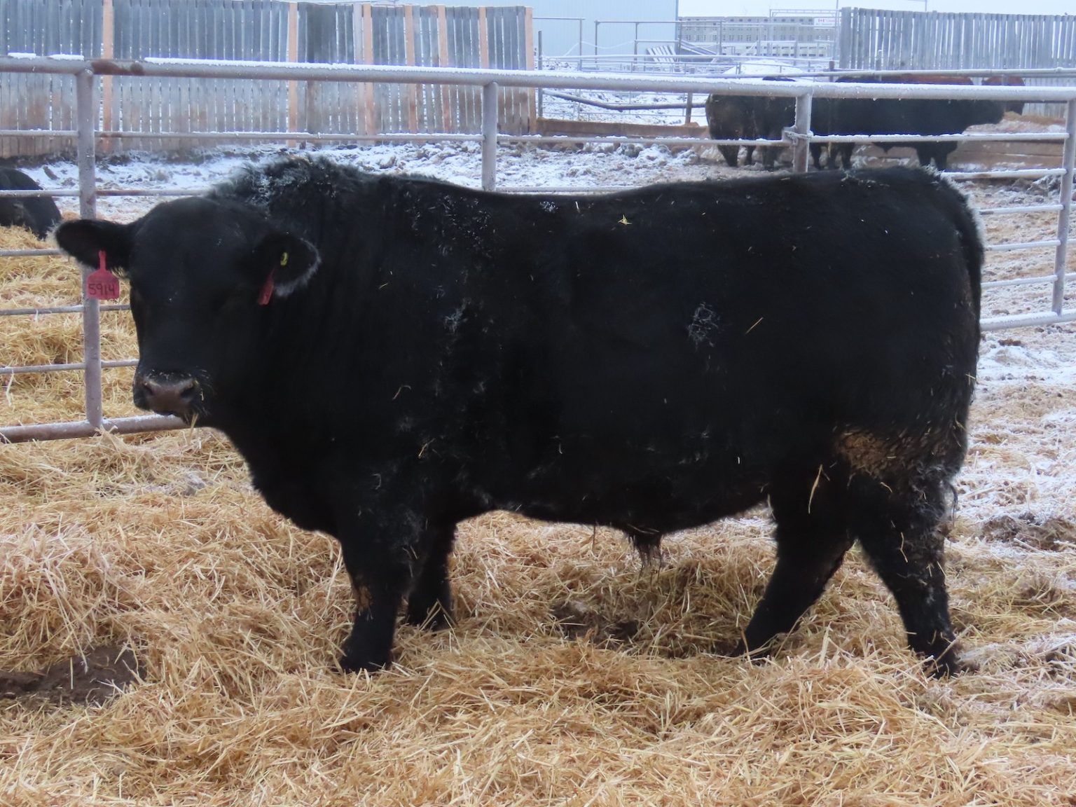 Black Angus - M.C. Quantock "Canada's Bulls"