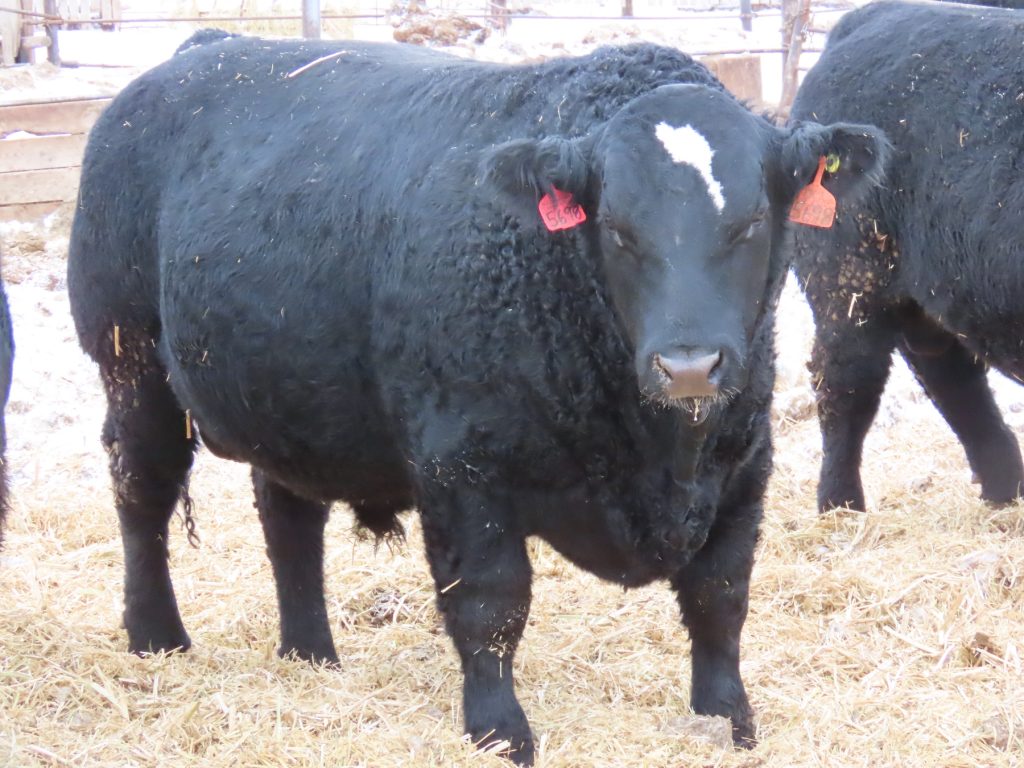 Black Super Baldie - M.C. Quantock "Canada's Bulls"