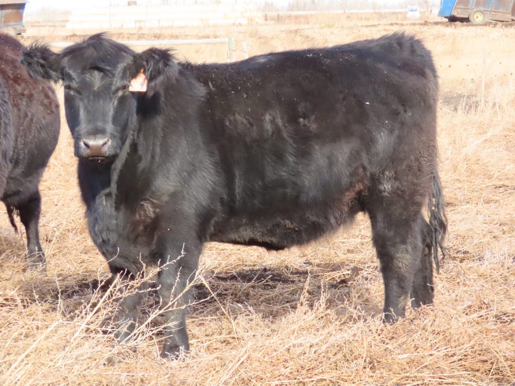 Black Super Baldie Heifers - M.C. Quantock "Canada's Bulls"