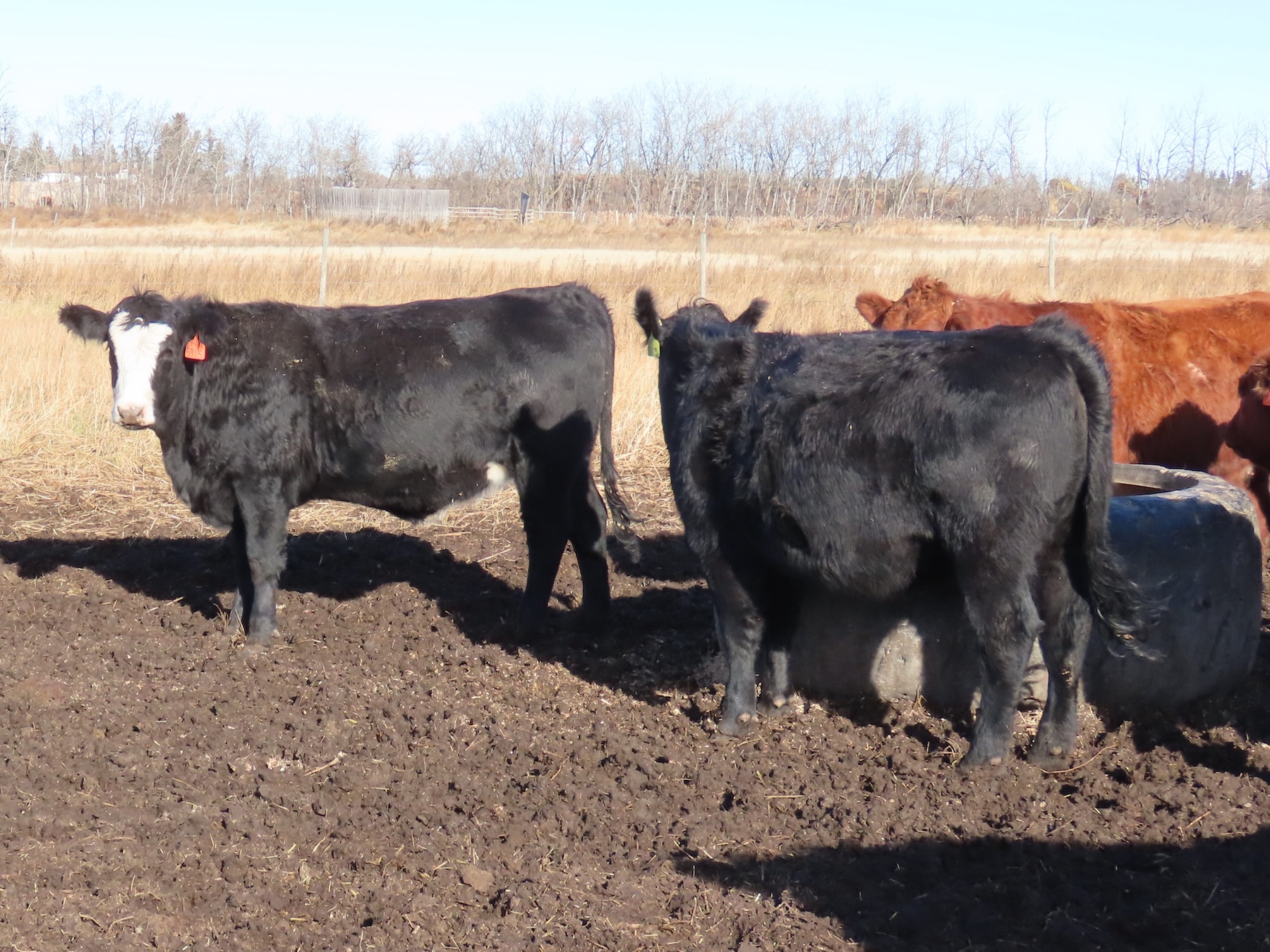 Group Heifers - M.C. Quantock "Canada's Bulls"