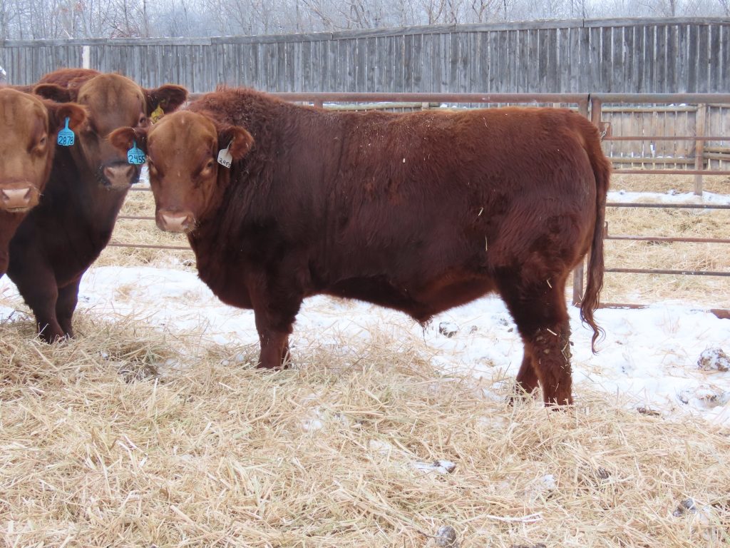 Red Angus - M.C. Quantock "Canada's Bulls"