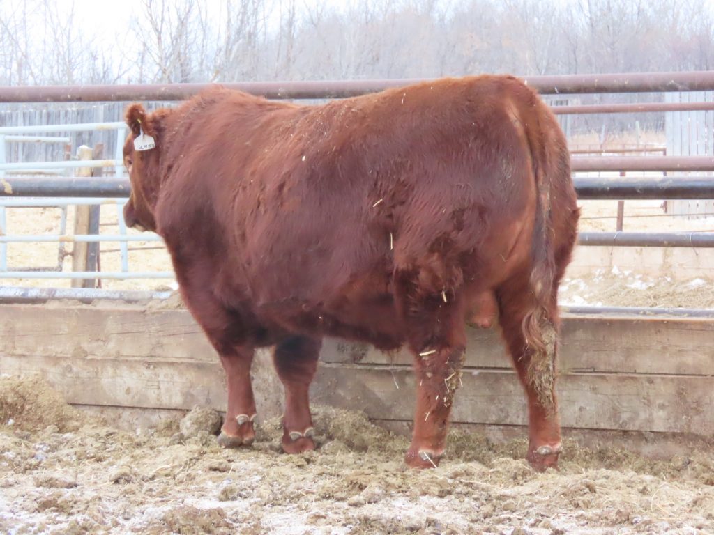 Red Angus - M.C. Quantock "Canada's Bulls"