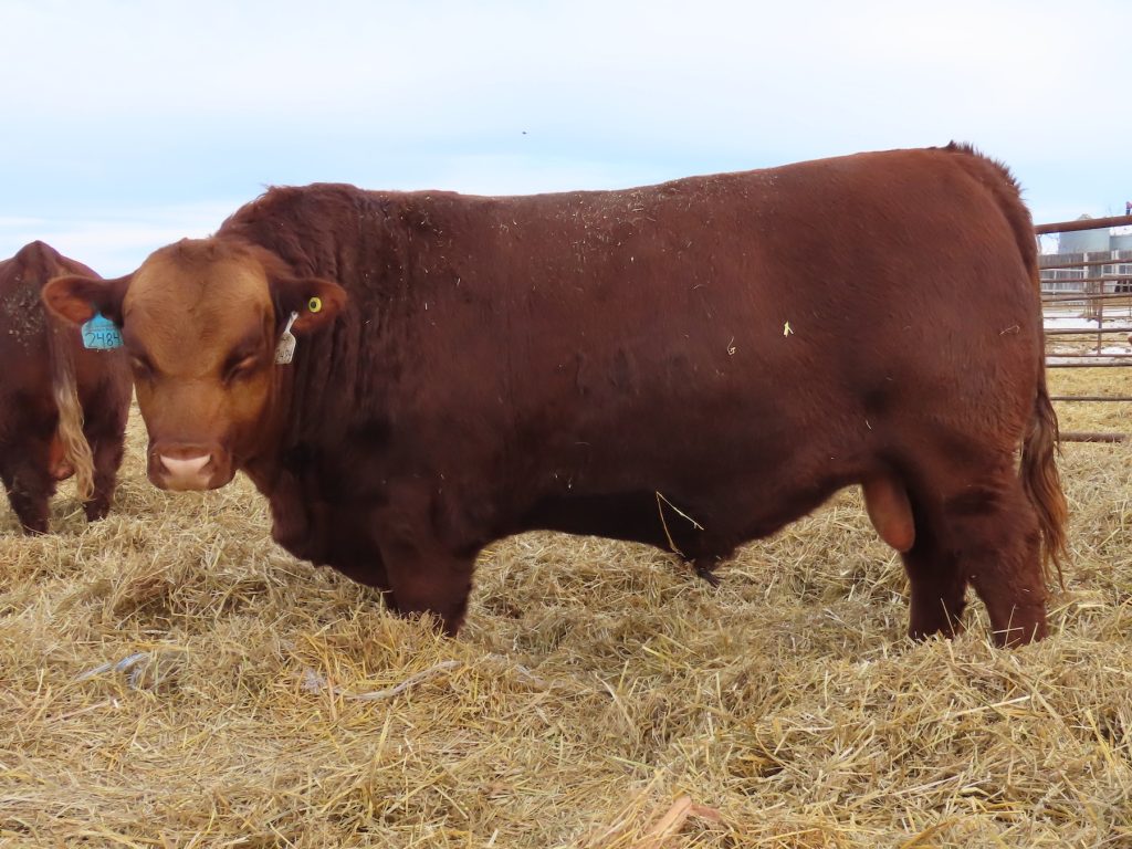 Red Angus - M.C. Quantock "Canada's Bulls"