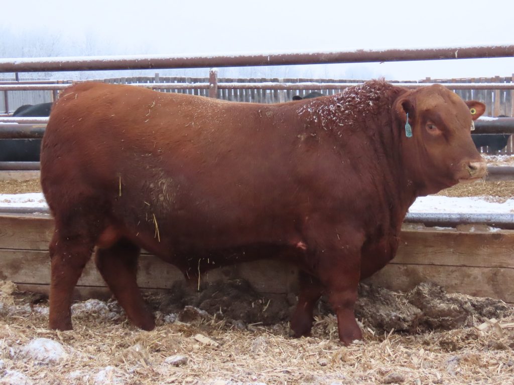 Red Angus - M.C. Quantock "Canada's Bulls"