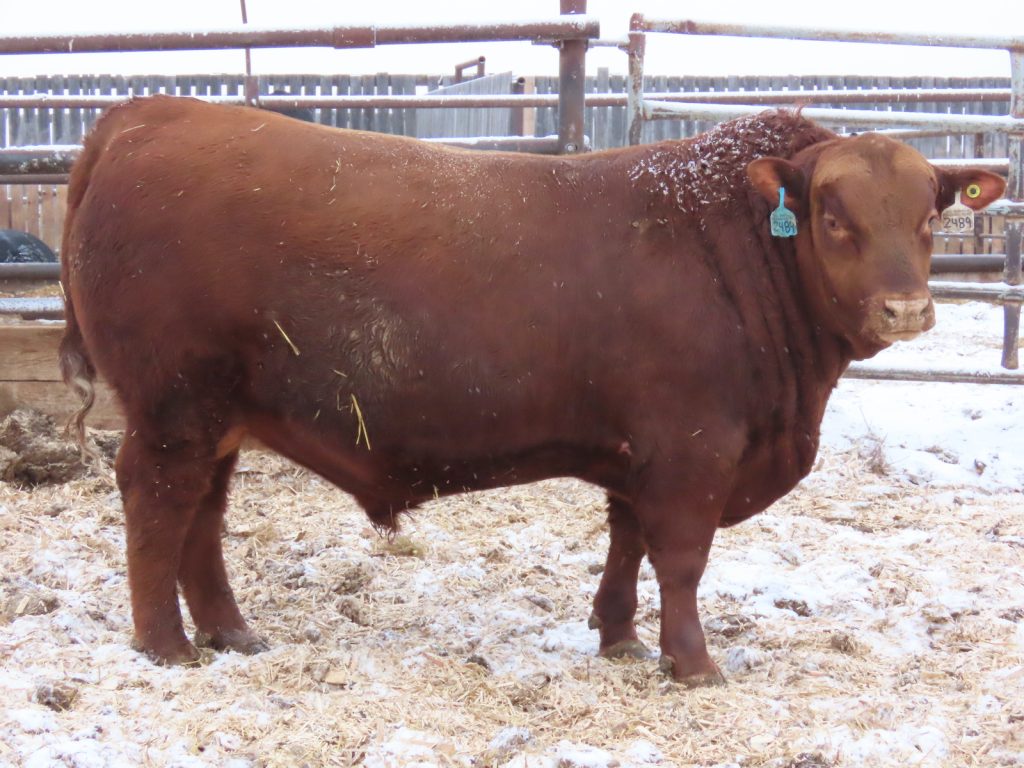 Red Angus - M.C. Quantock "Canada's Bulls"