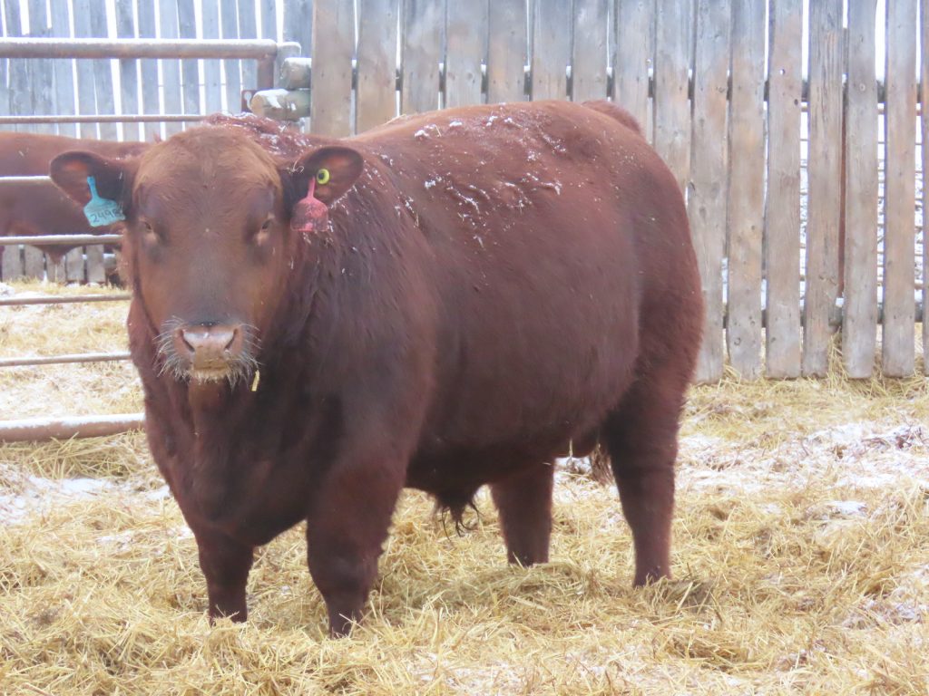 Red Angus - M.C. Quantock "Canada's Bulls"