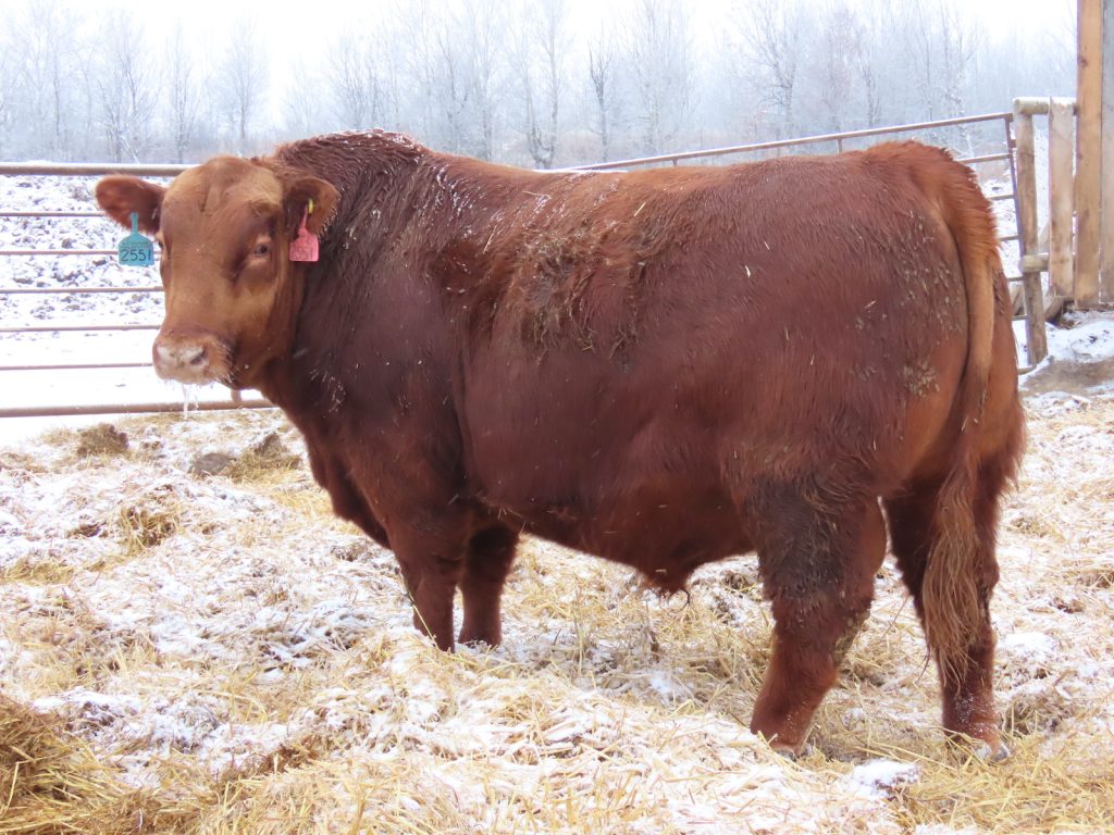 Red Angus - M.C. Quantock "Canada's Bulls"
