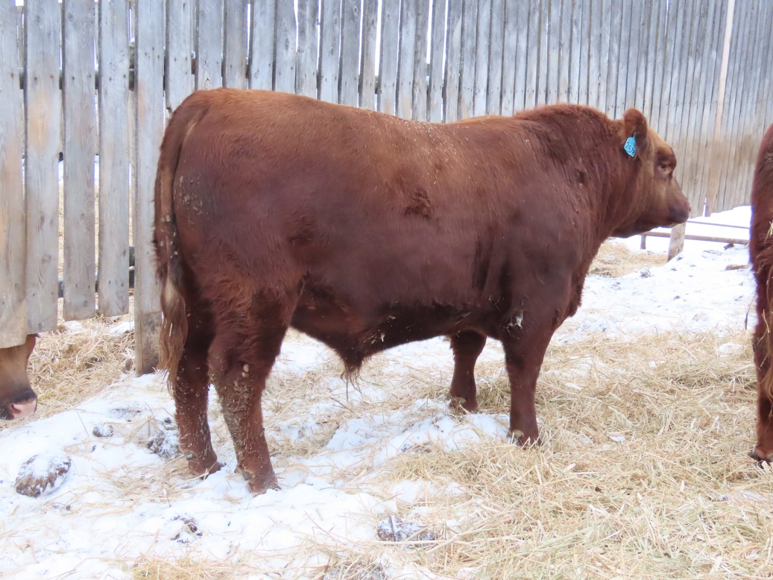 Red Angus - M.C. Quantock "Canada's Bulls"