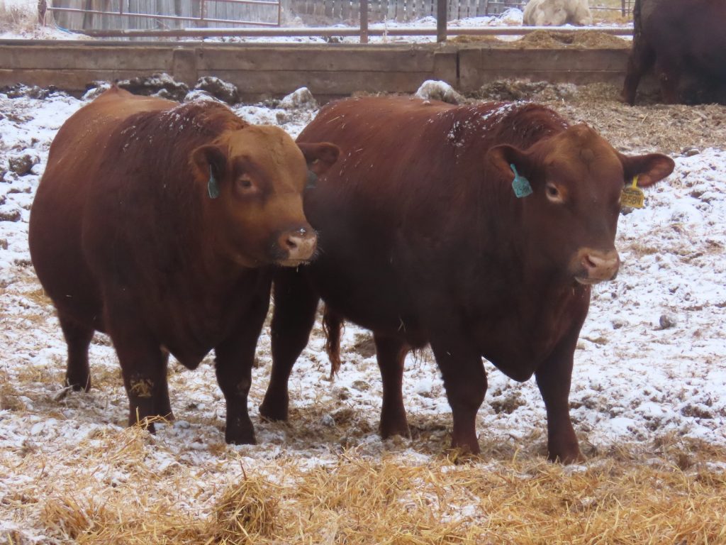 Red Angus - M.C. Quantock "Canada's Bulls"