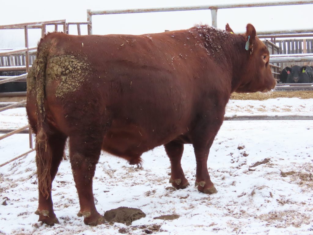 Red Angus - M.C. Quantock "Canada's Bulls"