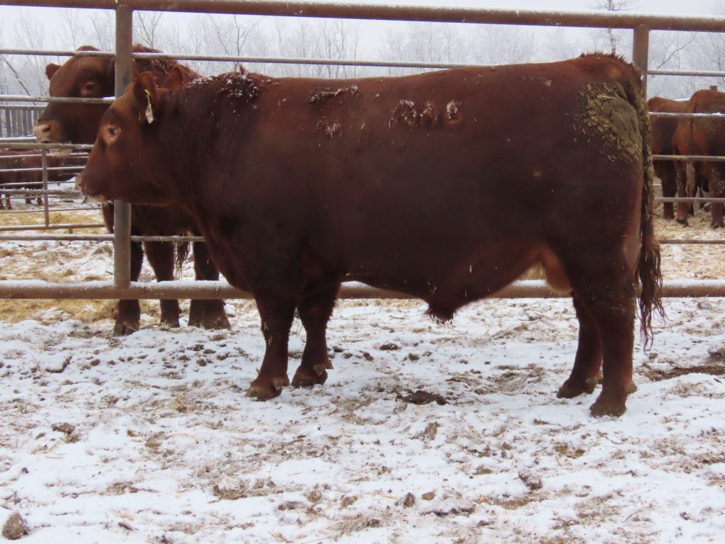 Red Angus - M.C. Quantock "Canada's Bulls"