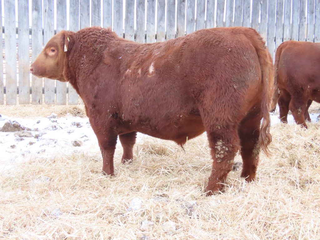 Red Angus - M.C. Quantock "Canada's Bulls"