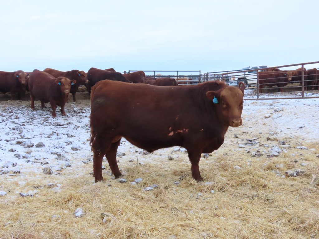 Red Angus - M.C. Quantock "Canada's Bulls"