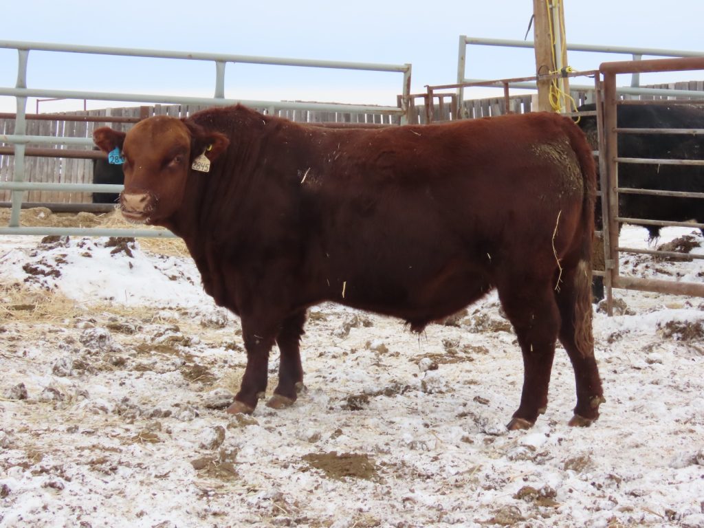 Red Angus - M.C. Quantock "Canada's Bulls"