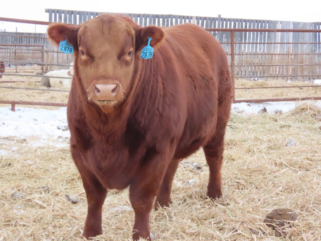 Red Angus - M.C. Quantock "Canada's Bulls"