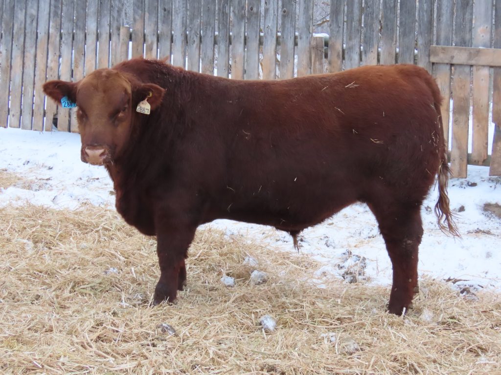 Red Angus - M.C. Quantock "Canada's Bulls"