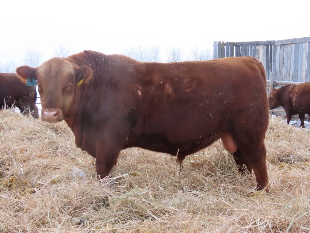 Red Angus - M.C. Quantock "Canada's Bulls"