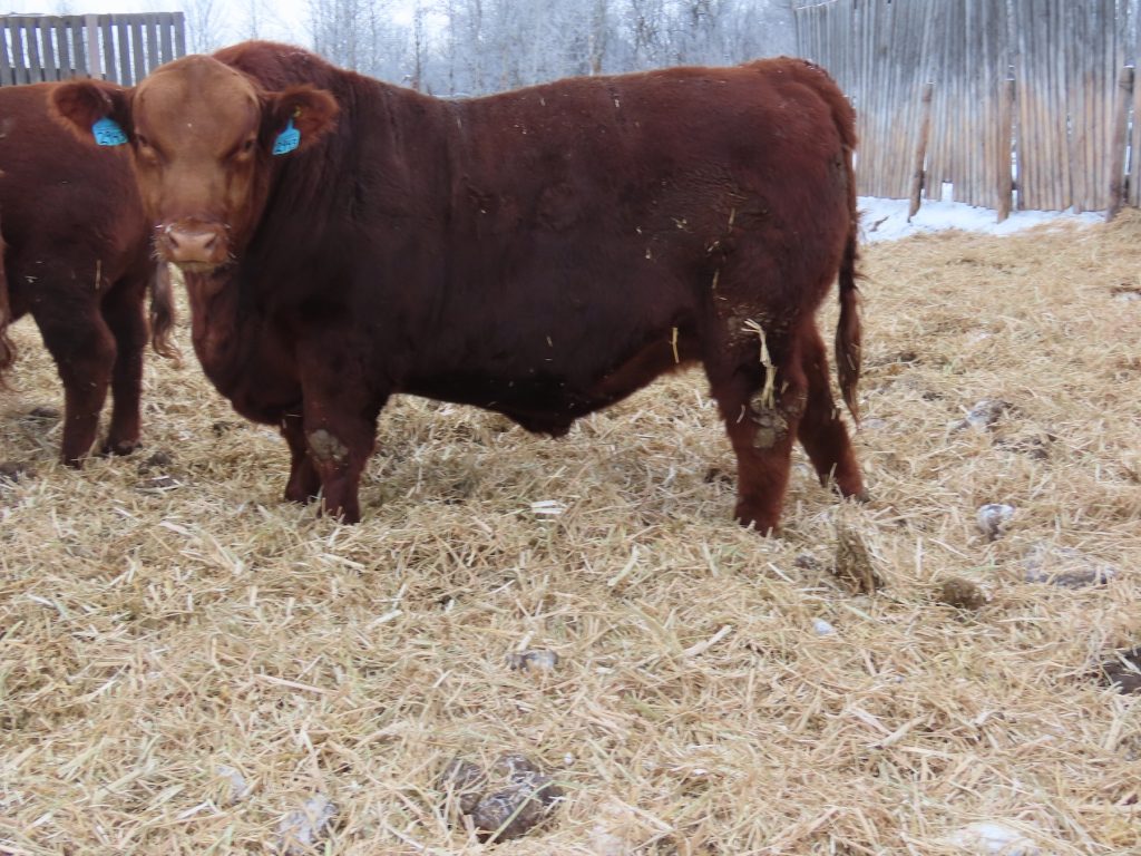 Red Angus - M.C. Quantock "Canada's Bulls"